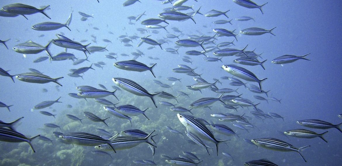 Viele kleine Fische - Kindergarten Ideen